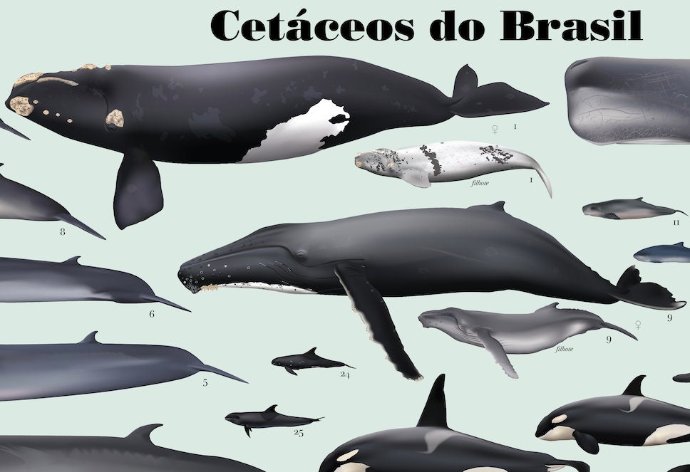 Cetáceos Do Brasil cetacea of Brazil Art Print Poster - Etsy