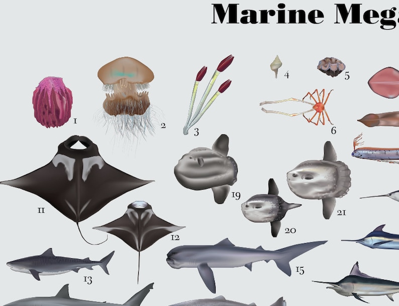 Marine Megafauna (ocean Giants) Art Print Poster - Etsy
