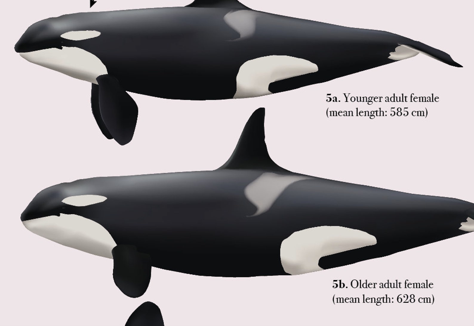 Resident Killer Whales (orcinus Orca) of the Pacific Northwest: Life ...