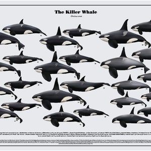 The Killer Whale Art Print Poster - Etsy