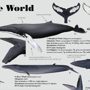 Baleen Whales of the World (expanded) Poster - Etsy