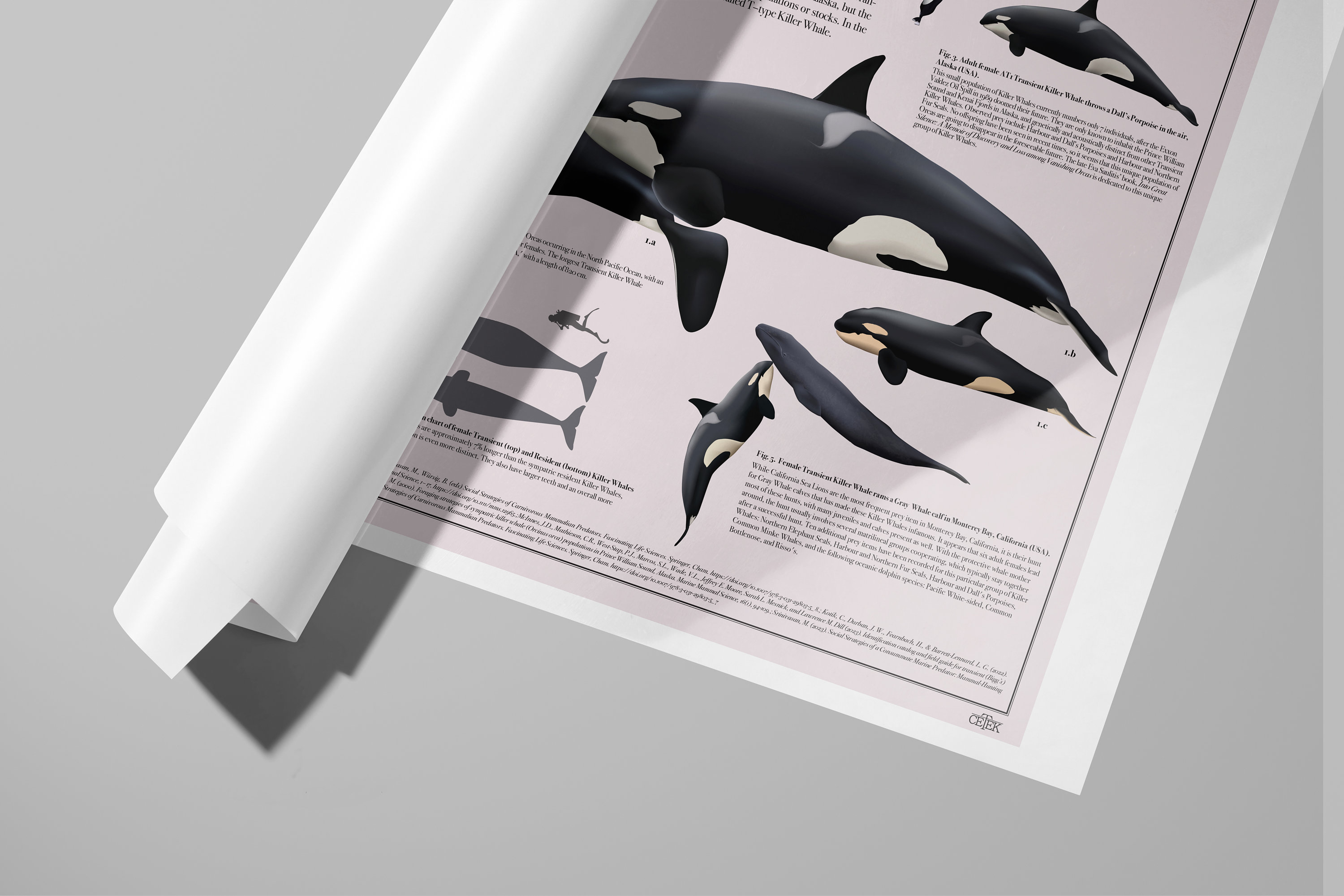 Transient (bigg's) Killer Whales Art Print Poster - Etsy