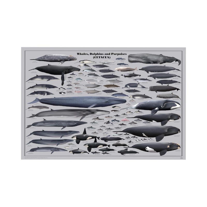 Whale Species Poster - Etsy UK
