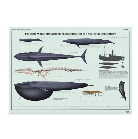 Tableau Comparatif Des Tailles De Baleines Bleues