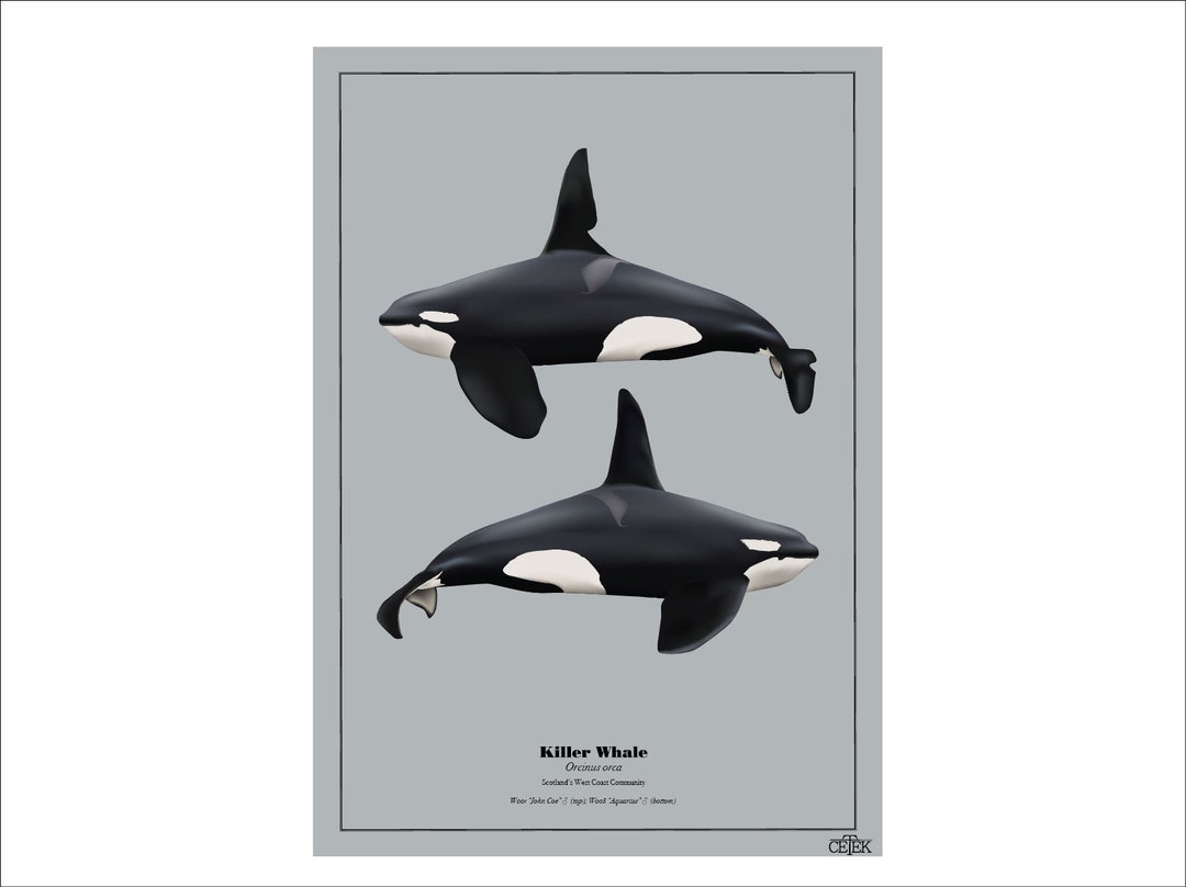 John Coe and Aquarius West Coast Community Orca Art Print - Etsy