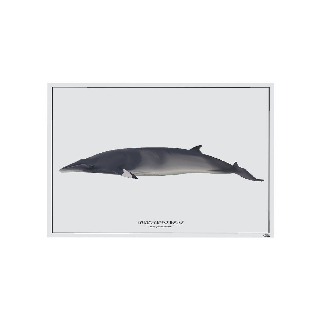 Common Minke Whale Art Print Poster - Etsy