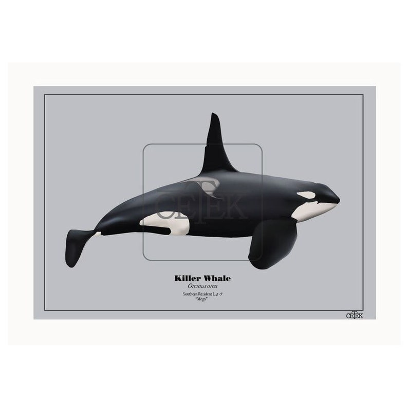 Mega (L41) Southern Resident Orca Art Print - Etsy