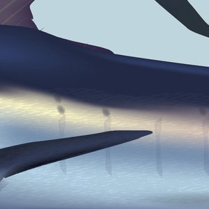 Billfish of the World Poster - Etsy