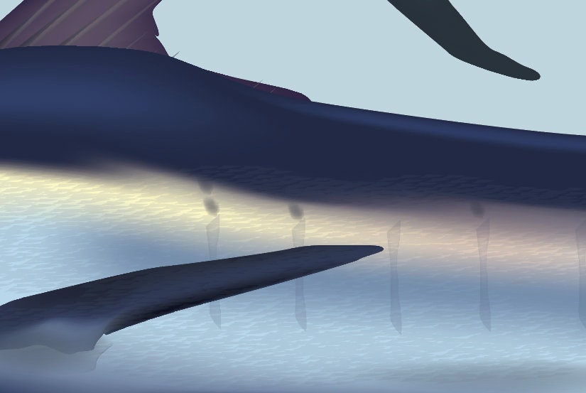 Billfish of the World Poster - Etsy