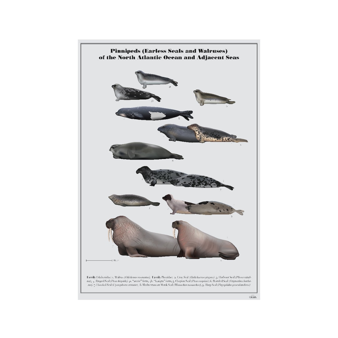 Pinnipeds (earless Seals and Walruses) of the North Atlantic Ocean and ...