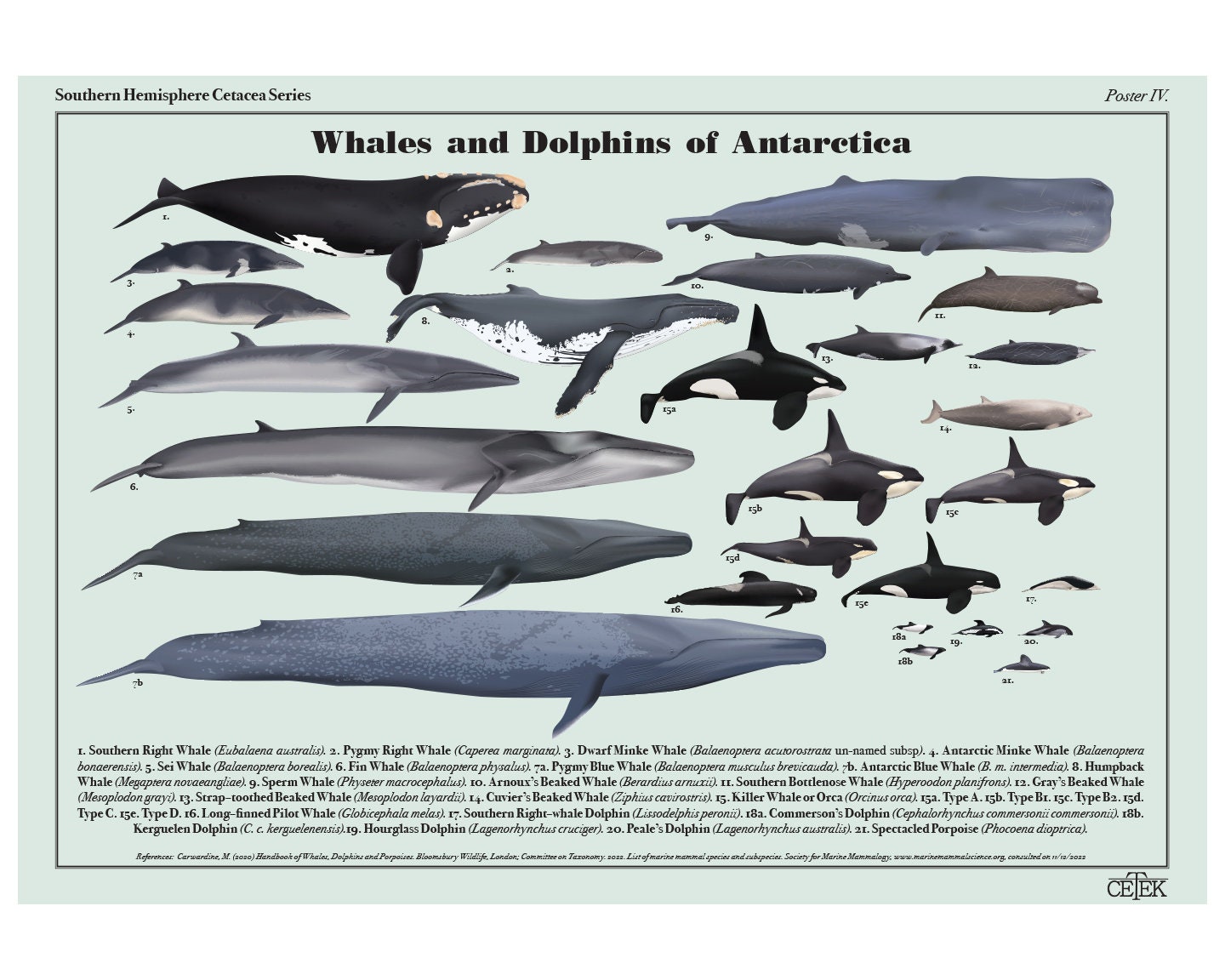 Whales and Dolphins of Antarctica - Etsy