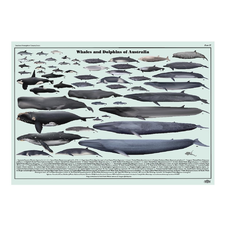 Whales and Dolphins of Australia - Etsy