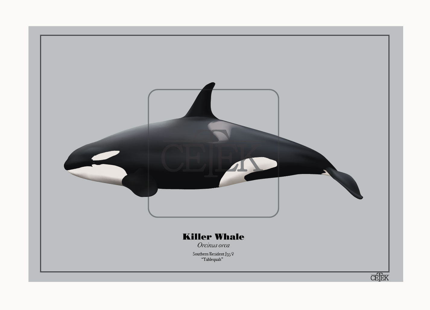 Tahlequah (J35) Southern Resident Orca Art Print - Etsy
