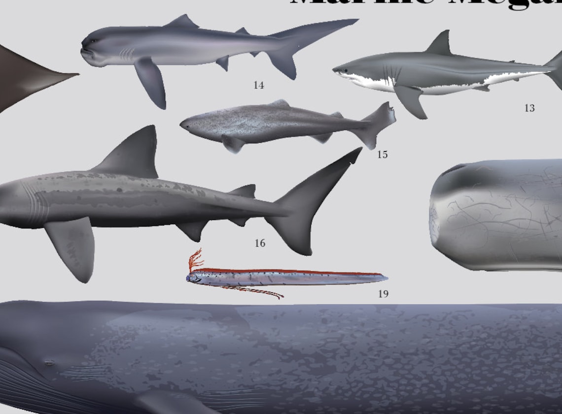 Marine Megafauna ocean Giants Art Print Poster - Etsy