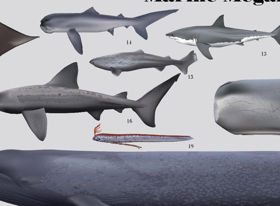 Marine Megafauna ocean Giants Art Print Poster - Etsy