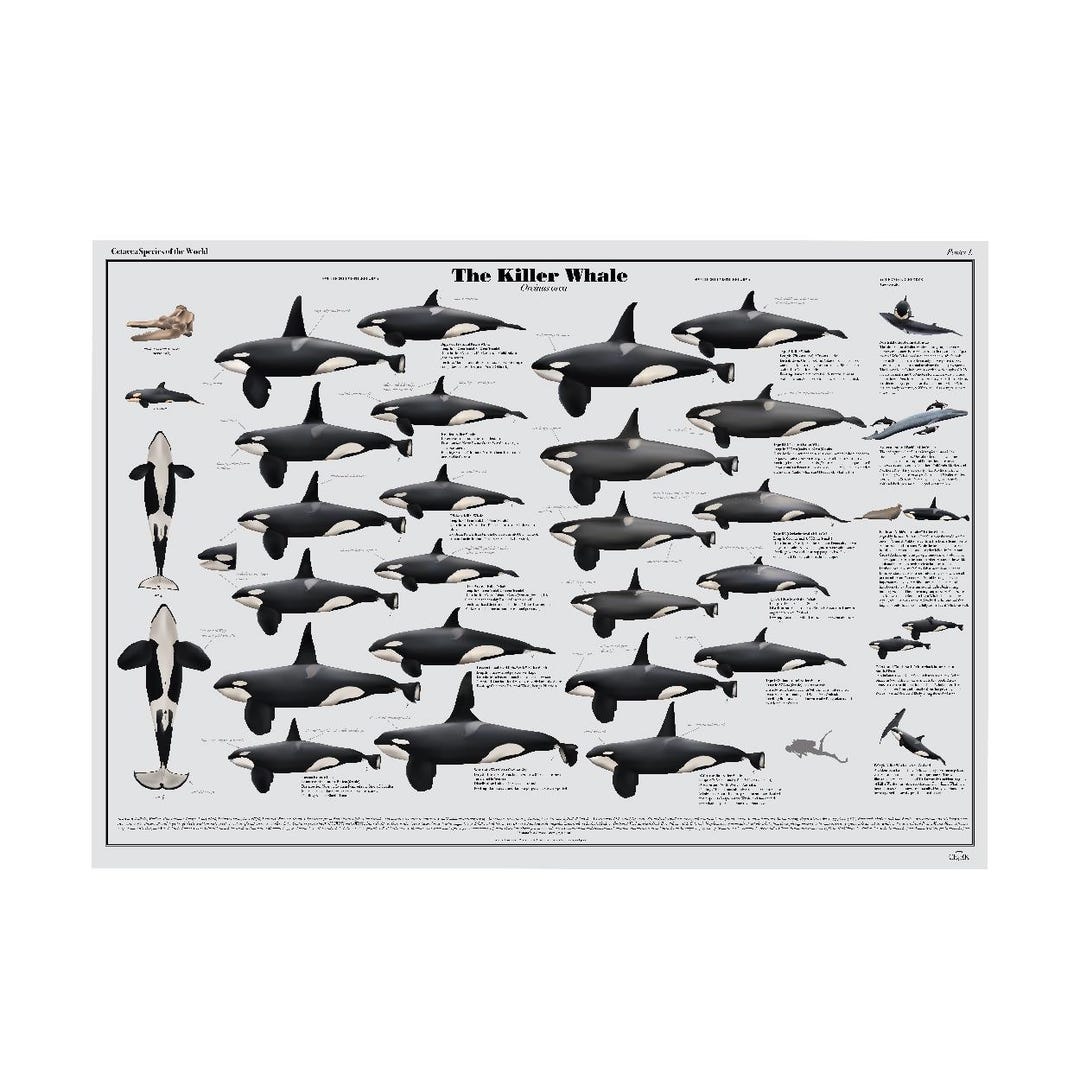 The Killer Whale Art Print Poster - Etsy