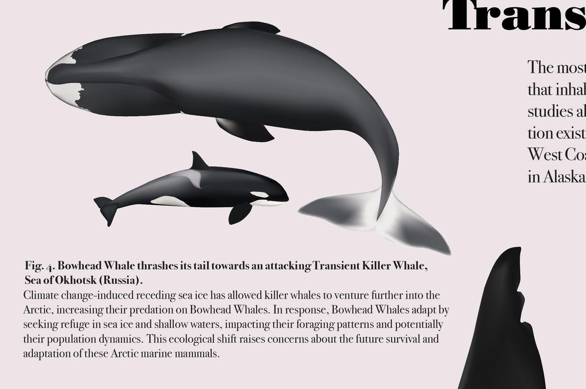 Transient (bigg's) Killer Whales Art Print Poster - Etsy