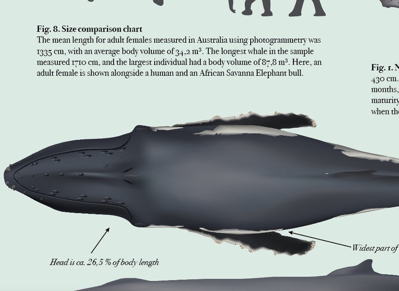 The Humpback Whale in Australia: Colour Variations and Morphology - Etsy