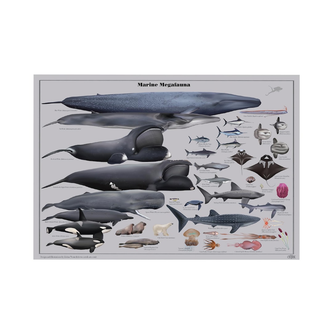 Marine Megafauna Updated Art Print Poster - Etsy