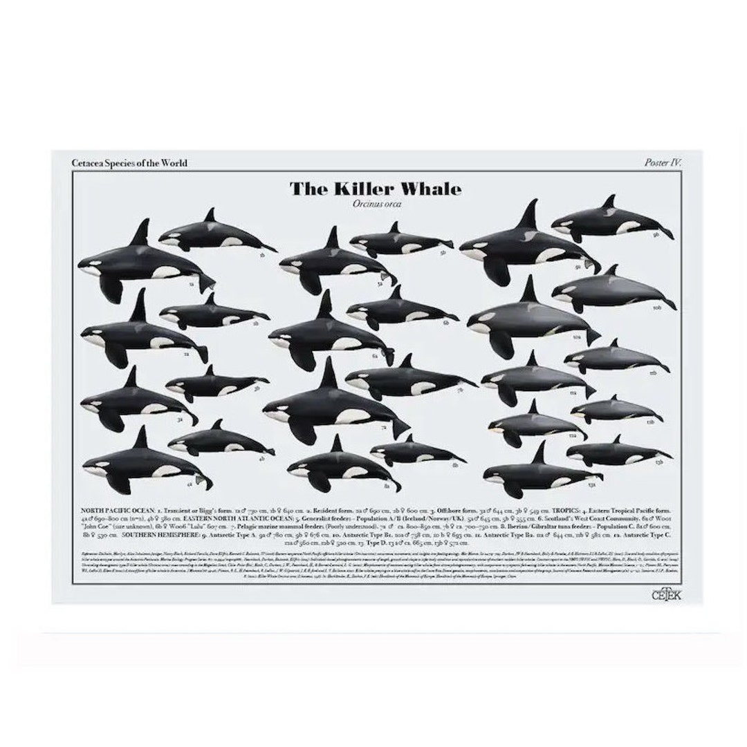 The Killer Whale Art Print Poster - Etsy