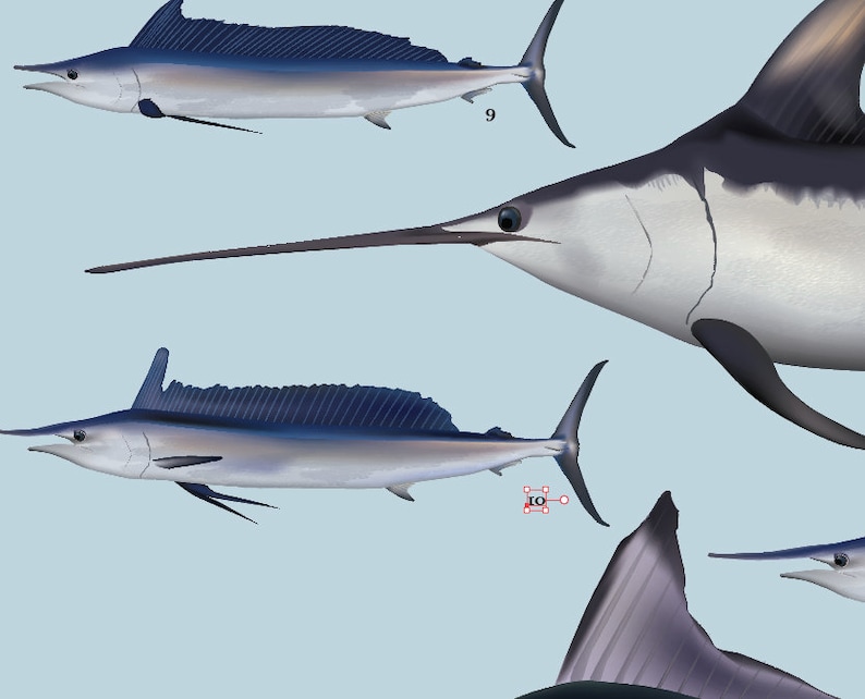 Billfish of the World Poster - Etsy