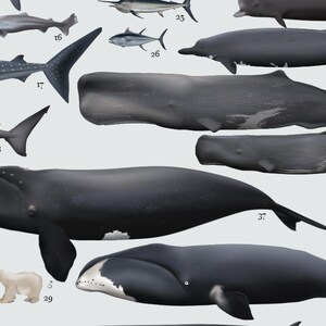 Marine Megafauna (ocean Giants) Art Print Poster - Etsy