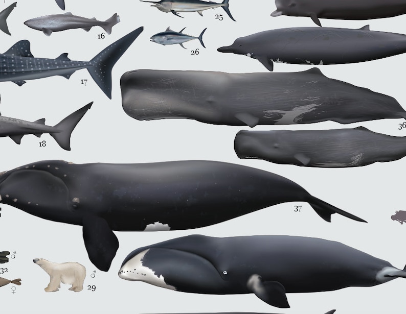 Marine Megafauna (ocean Giants) Art Print Poster - Etsy