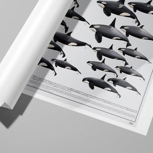 The Killer Whale Art Print Poster - Etsy