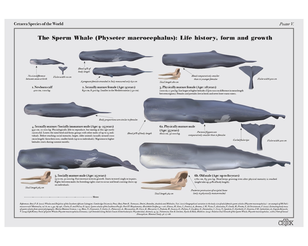 The Sperm Whale physeter Macrocephalus: Life History Form - Etsy
