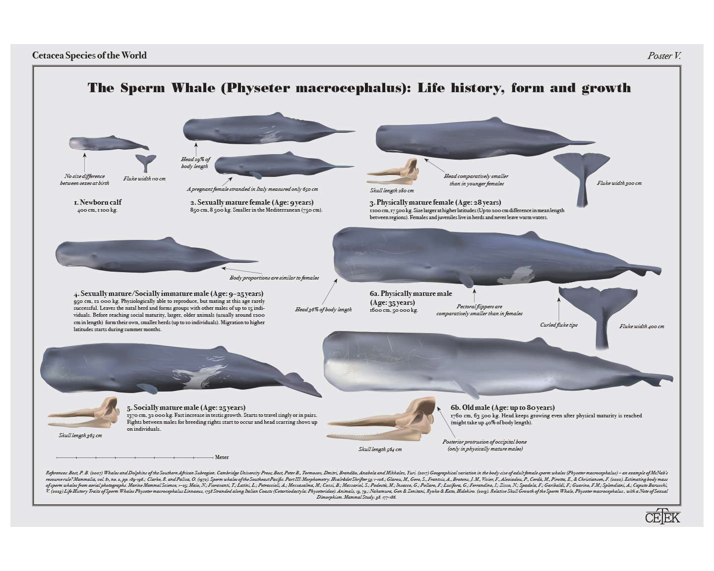 The Sperm Whale physeter Macrocephalus: Life History Form - Etsy