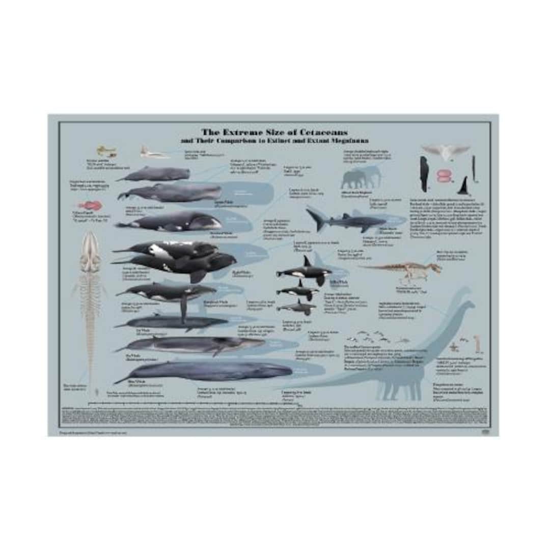 The Extreme Size of Cetaceans and Their Comparison to Extinct and ...