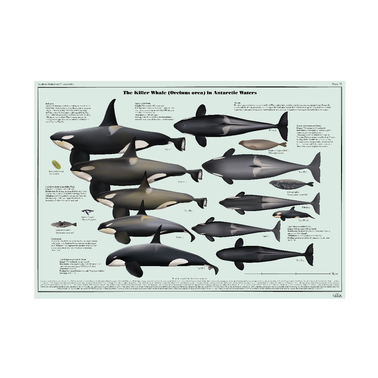 The Killer Whale (orcinus Orca) in Antarctic Waters Art Print Poster - Etsy