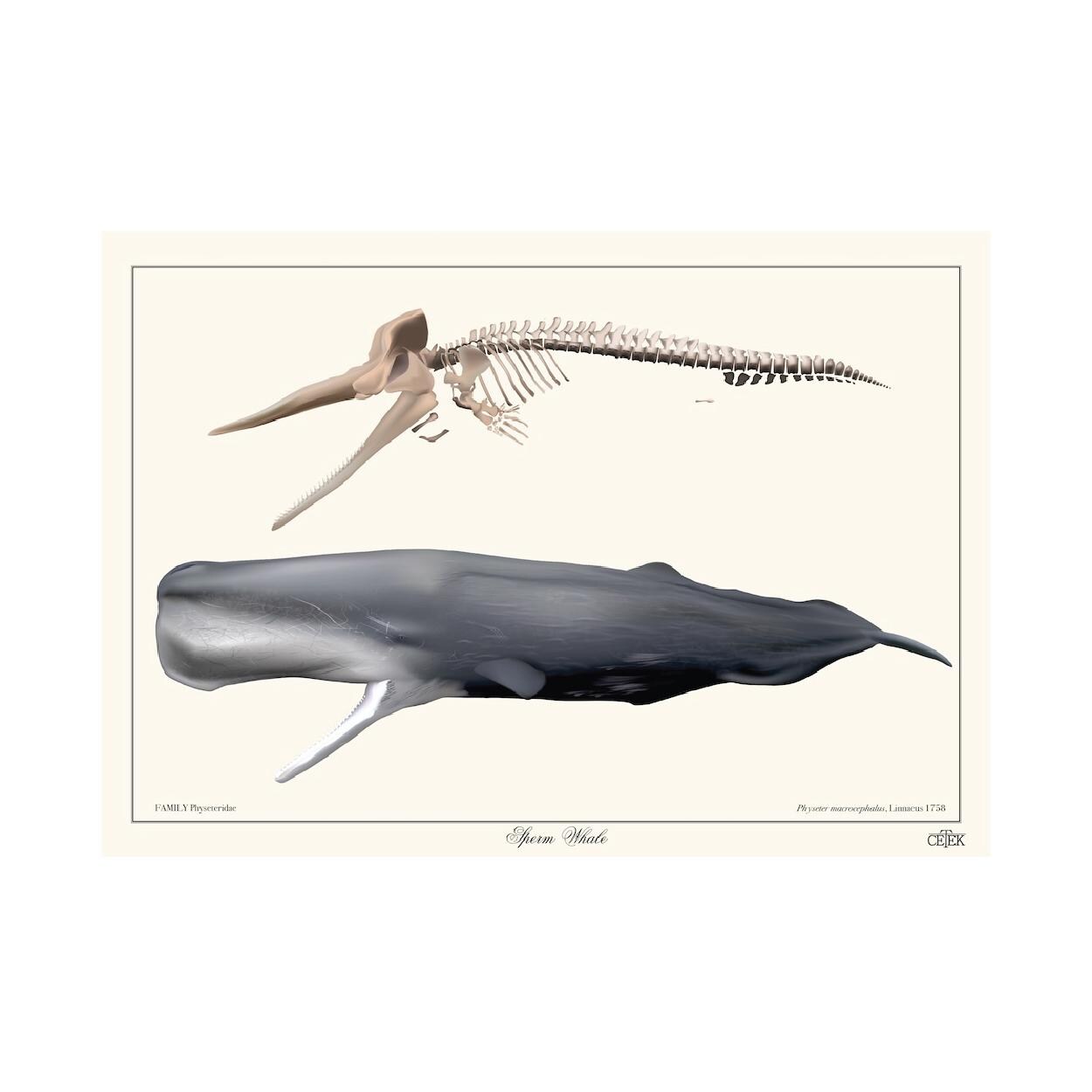 Sperm Whale Fin Skeleton