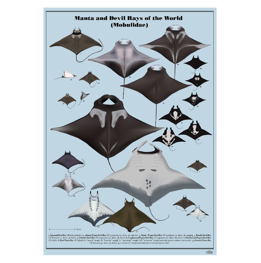 Manta and Devil Rays of the World Poster - Etsy