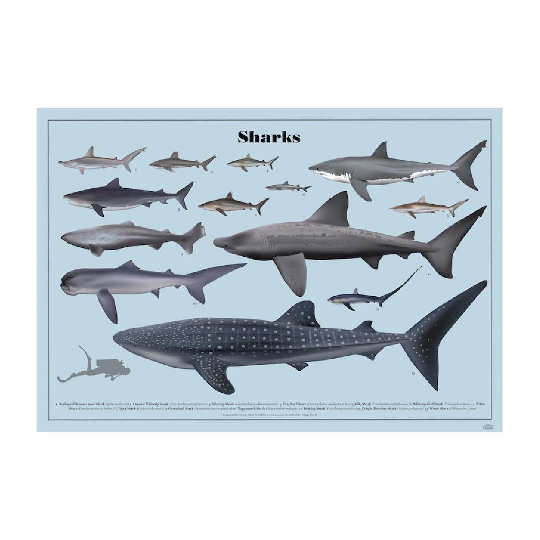 Sharks of the World Art Print Poster - Etsy