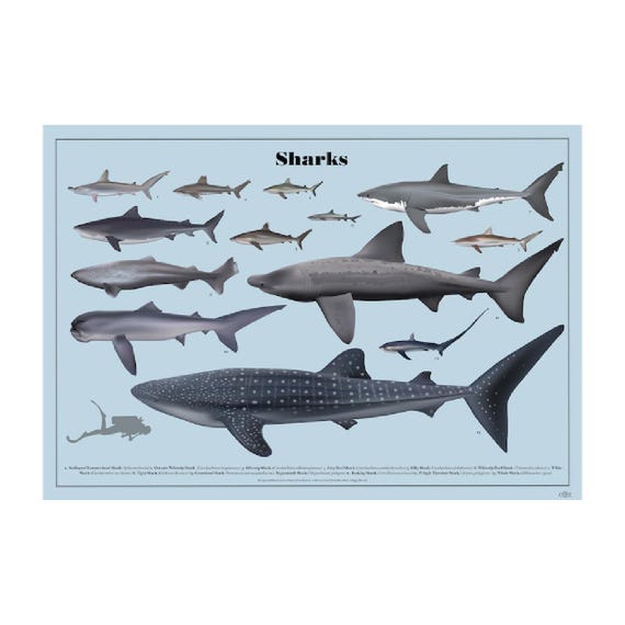 Sharks Of The World Poster Sharks Of Oregon [brochure] | Oregon Sea