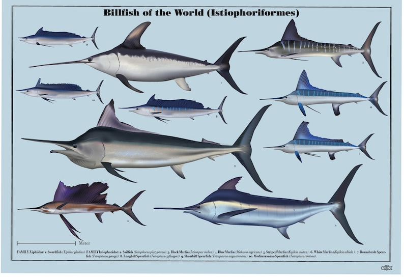 Billfish of the World Poster - Etsy