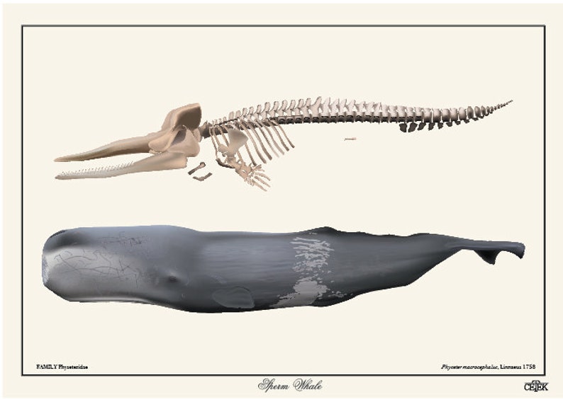 Sperm Whale Skeleton and Adult Art Print - Etsy