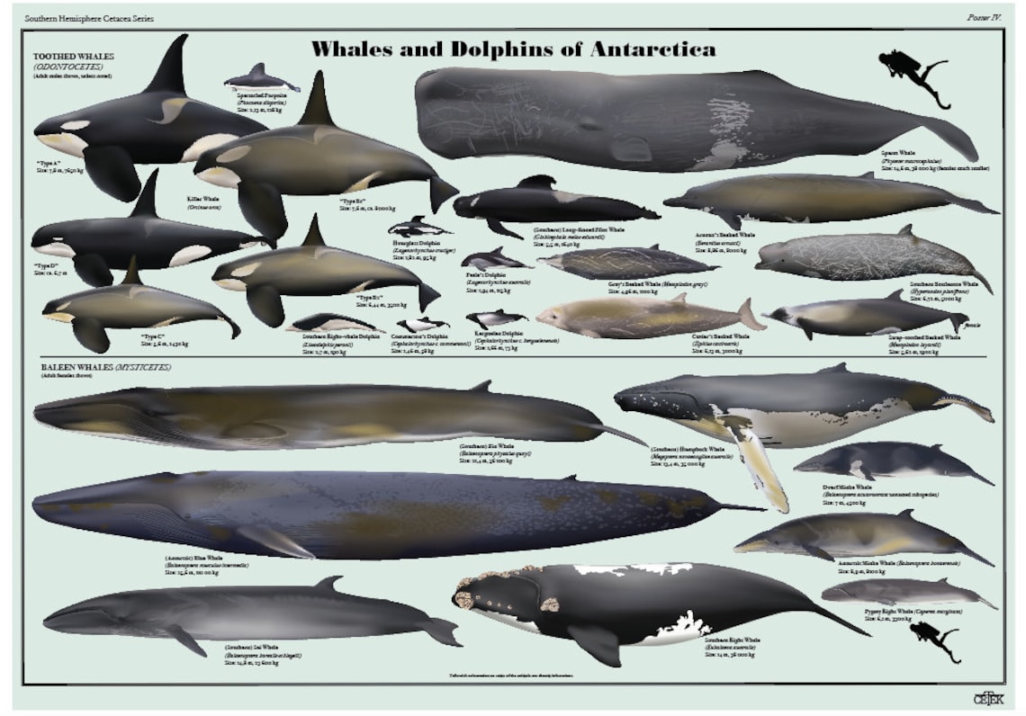 Whales and Dolphins of Antarctica - Etsy