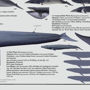 Baleen Whales of the World (expanded) Poster - Etsy
