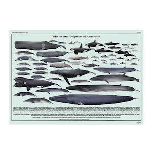 Whales and Dolphins of Australia - Etsy
