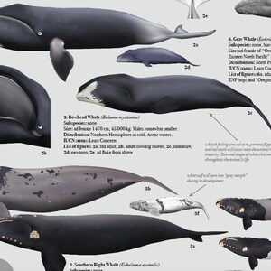 Baleen Whales of the World (expanded) Poster - Etsy