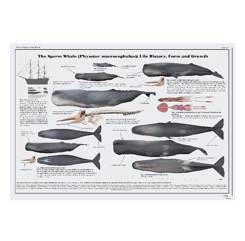 The Sperm Whale physeter Macrocephalus: Life History, Form and Growth ...