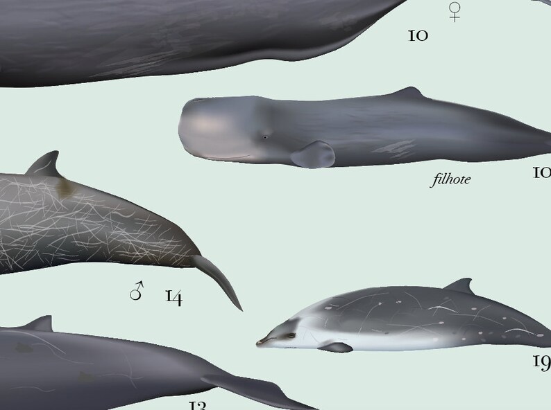 Cetáceos Do Brasil cetacea of Brazil Art Print Poster - Etsy