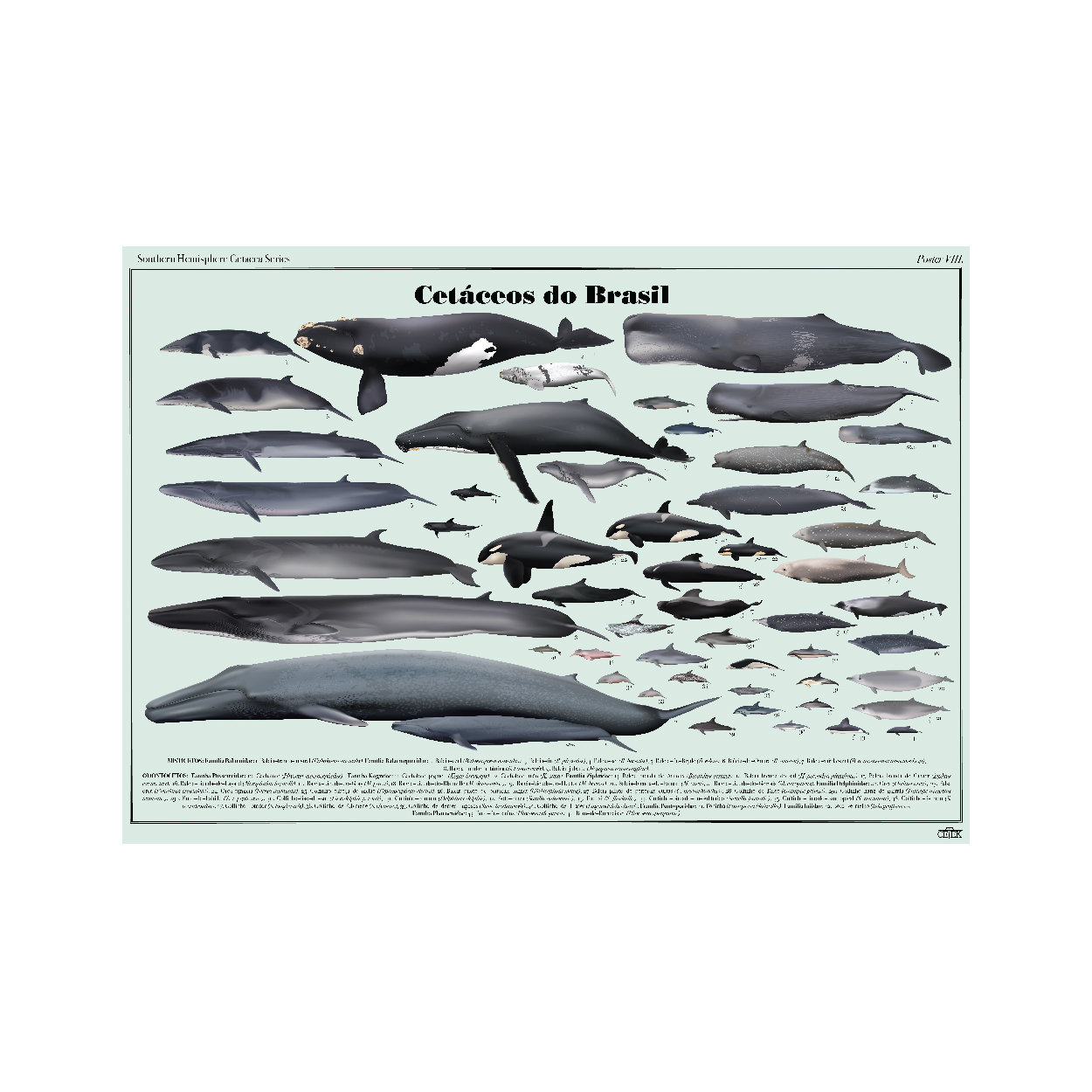 Cetáceos Do Brasil cetacea of Brazil Art Print Poster - Etsy