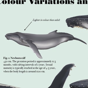 The Humpback Whale in Australia: Colour Variations and Morphology - Etsy