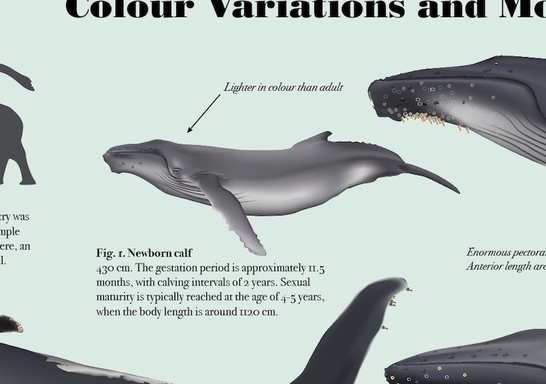 The Humpback Whale in Australia: Colour Variations and Morphology - Etsy