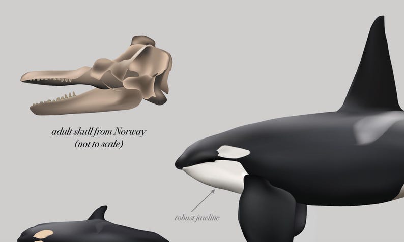 Killer Whale (orcinus Orca) Ecotypes of the World Digital Download File ...