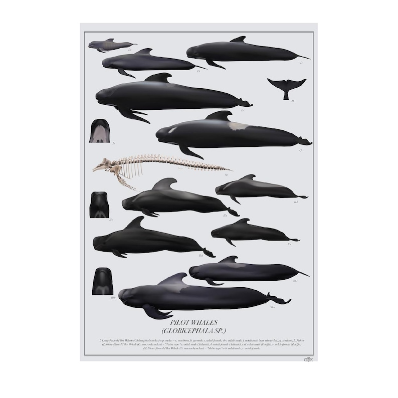 Pilot Whales (globicephala Sp.) Art Print Poster - Etsy