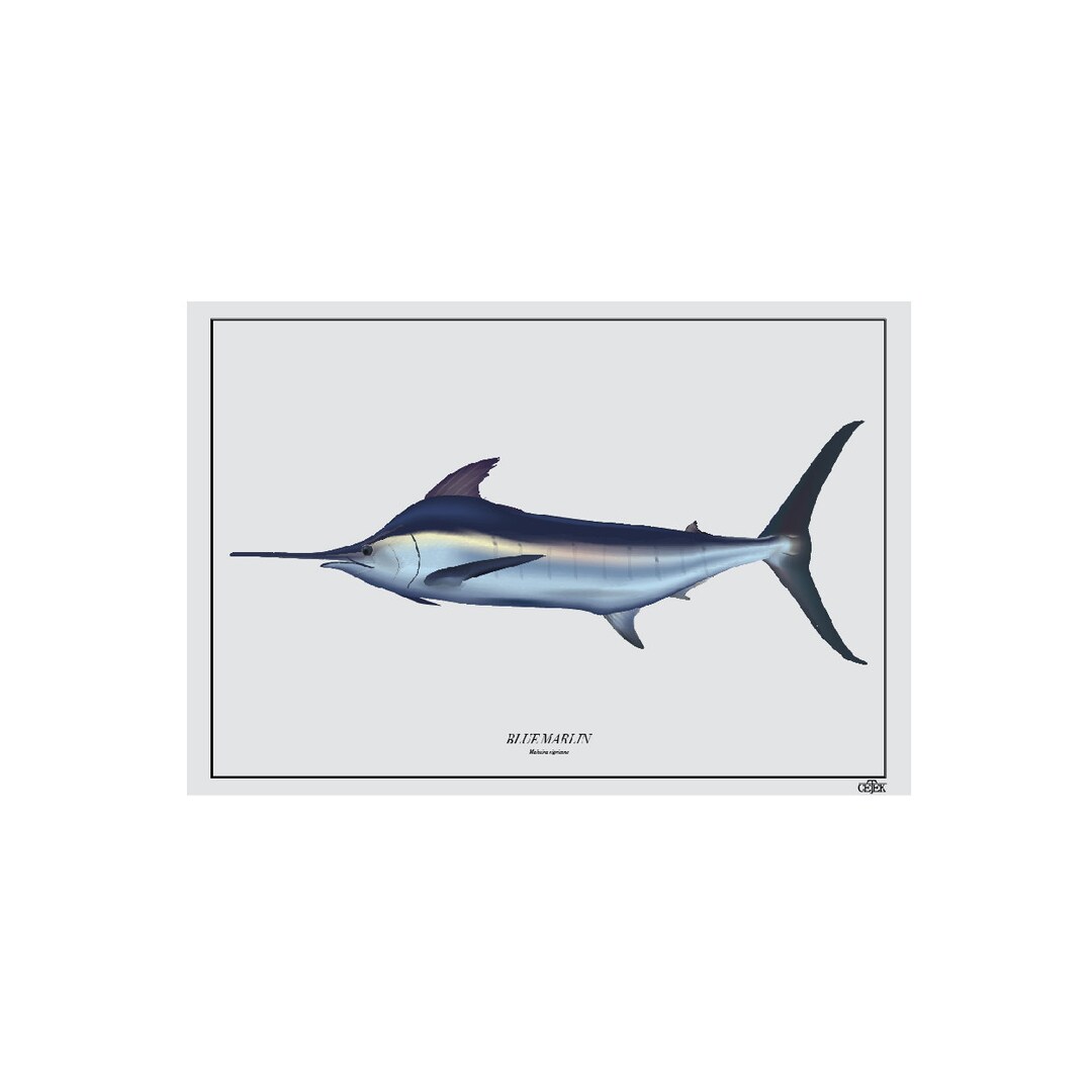 Blue Marlin Art Print Poster - Etsy